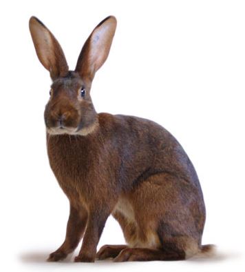 Hasen - Kaninchen Verein NordhornKaninchen Verein Nordhorn